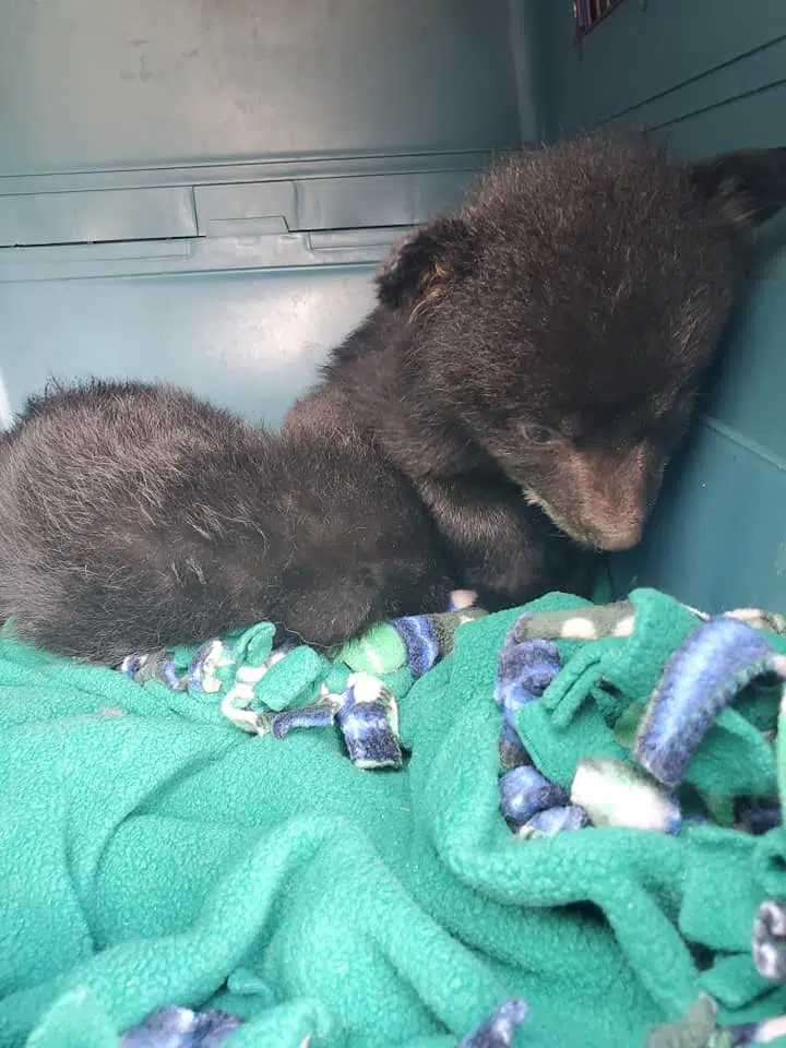 Two Bear Cubs Rescued from Rescuers | CFNR Network