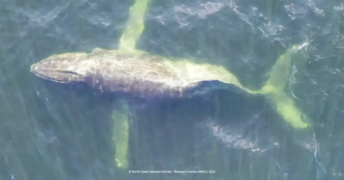 Injured Humpback Whale Who Made 4,000 km Trip from Northern BC to ...