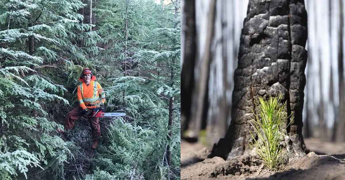 Forest Enhancement Society of BC and Partners Working to Fight Climate ...