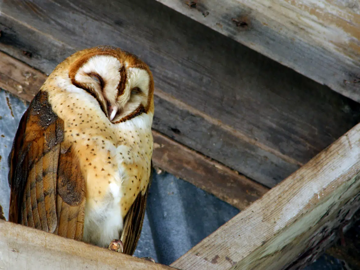 The Barn Owl Rescue in Port Angeles! | SPIRIT 105.3