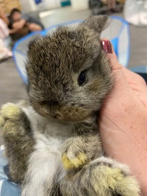 What is Baby Bunny Therapy like?! | SPIRIT 105.3