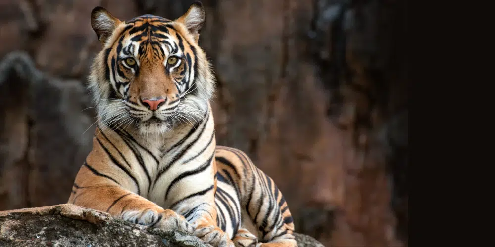 There’s A New Tiger In Town – A Chat w/Asian Animal Curator Telena ...