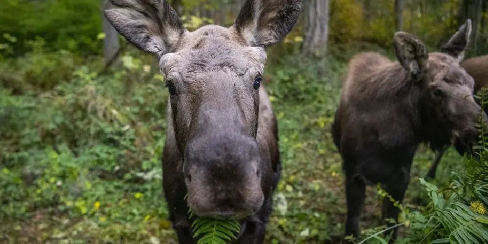 Three Baby Moose Rescued in Alaska Now Living Their Best Life in ...