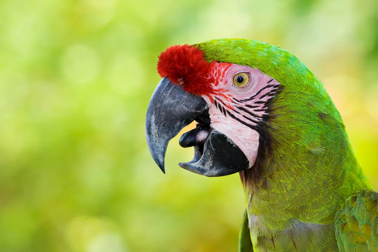 Animal News – Bird Yelling “Clueless” | PRAISE 106.5