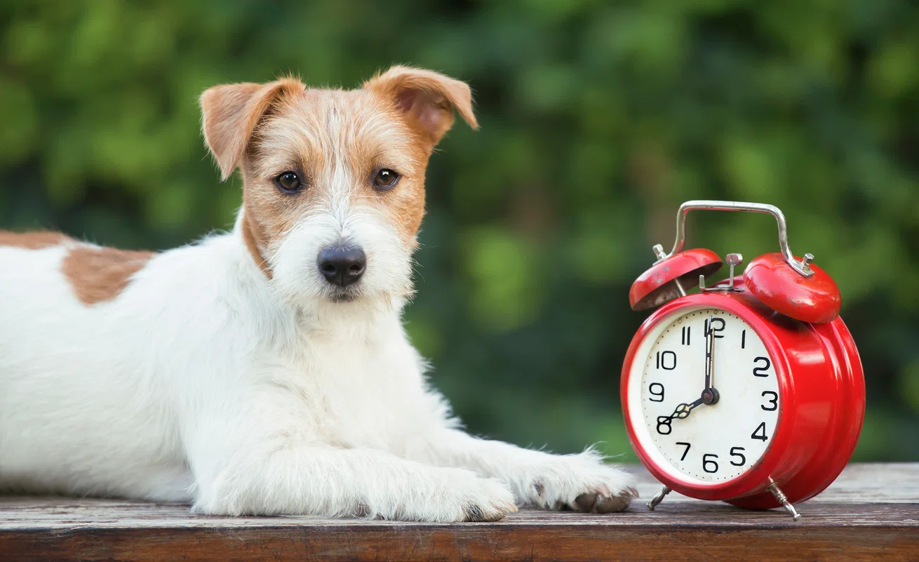 Animals Affected By Daylight Saving Time | PRAISE 106.5