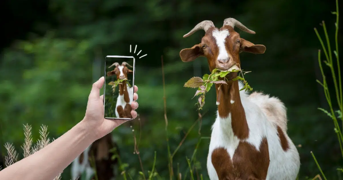 Goat Simulator App and So Much More With Brant & Sherri | PRAISE 106.5