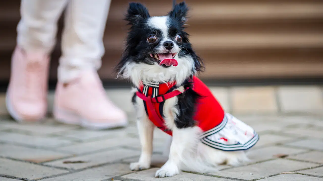 Brant Song: “I’m Sorry Your Dog Lunged At My Head” | PRAISE 106.5