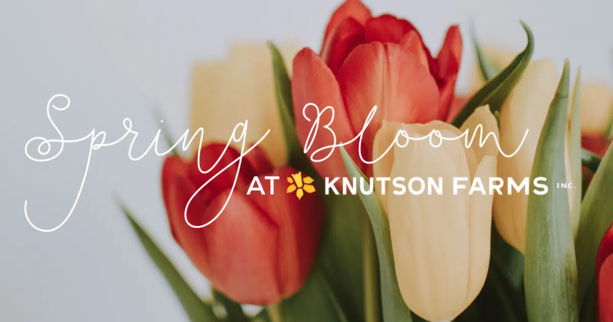 Spring Bloom at Knutson Farms | AllMomDoes