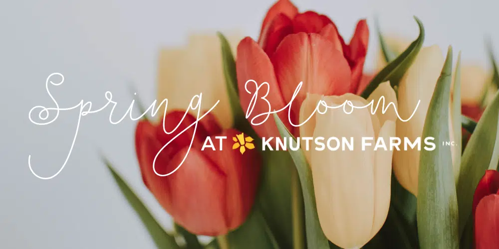 Spring Bloom at Knutson Farms | AllMomDoes