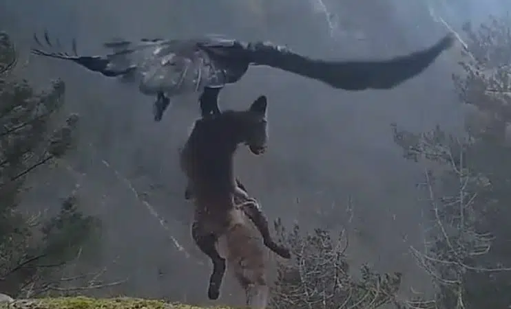 VIDEO: Golden Eagle Carrying A Fox In It’s Talons | KOKE FM