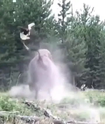 When Animals ATTACK!!! Bison Practices ‘Tourist Tossing’ at Yellowstone ...