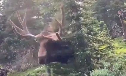 “Sorry Folks, Park’s Closed. Moose Out Front Should’ve Told You ...