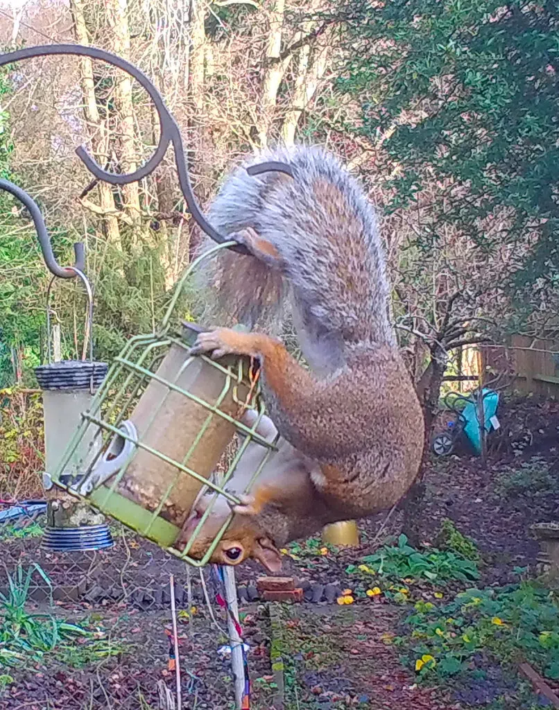 That’s NUTS! Man Creates an AMAZING Squirrel Ninja Warrior Course ...