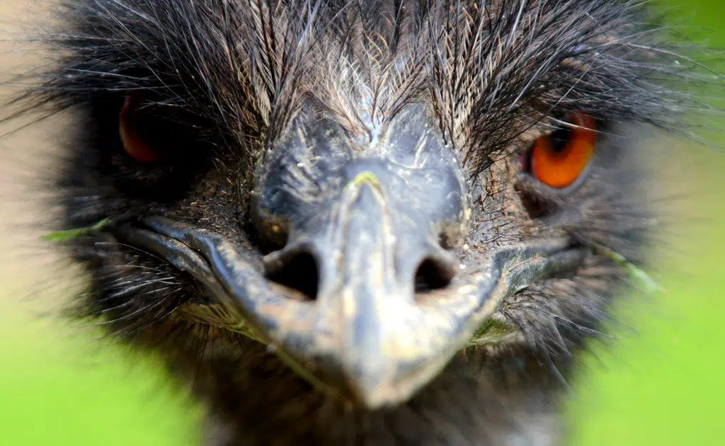 A Look Back at the Time an Emu Viciously Attacked Two Comic Legends ...