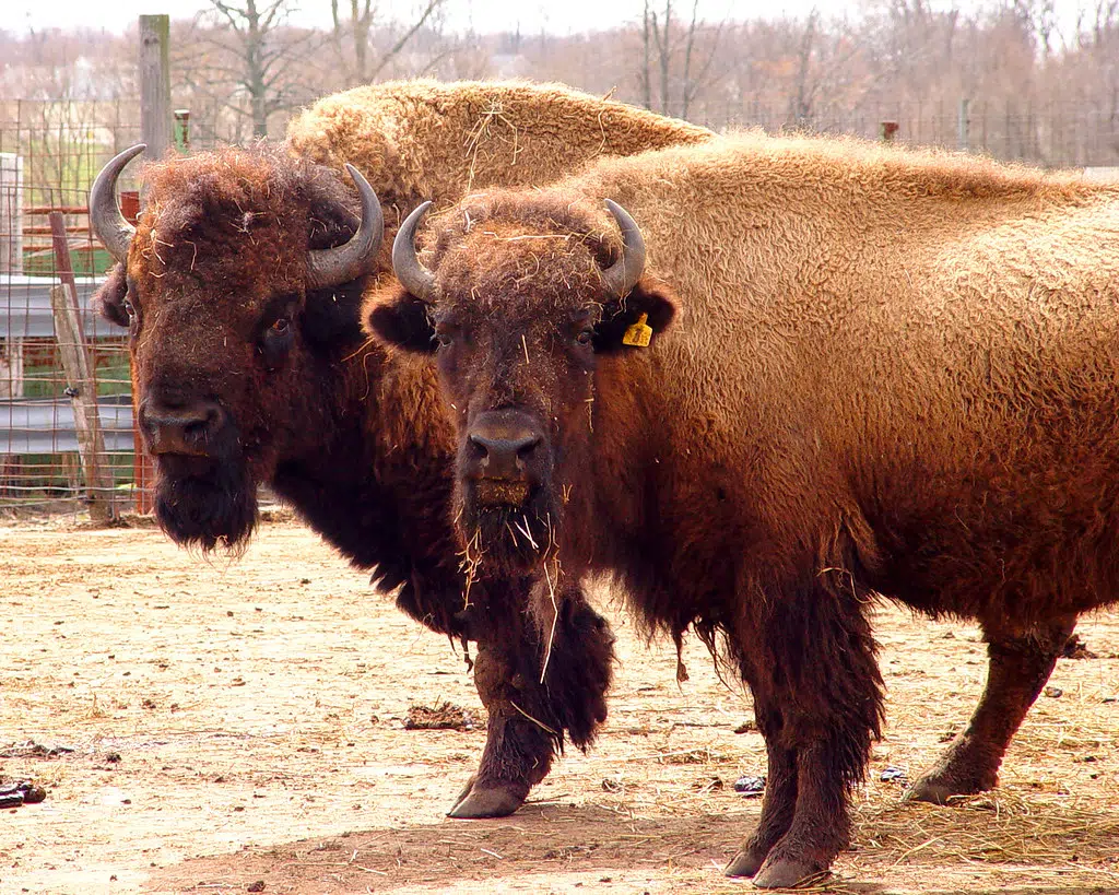 When Animals ATTACK!!! Woman Films Herself Getting Gored By Buffalo ...