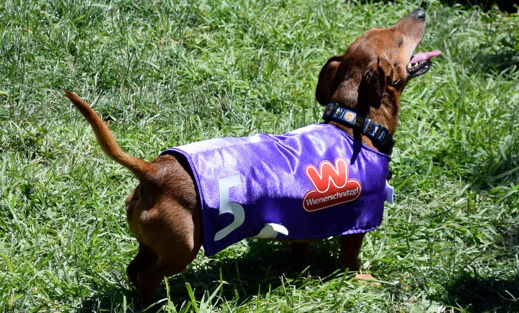 Dozens of Dachshunds Race to Win The Title of ‘Fastest Wienie of the ...