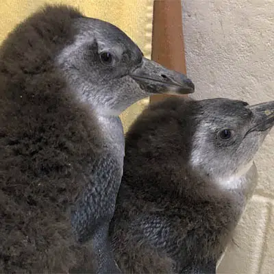 NEW Zoo penguin chicks get names | Razor 94.7 104.7 - The Cutting Edge ...