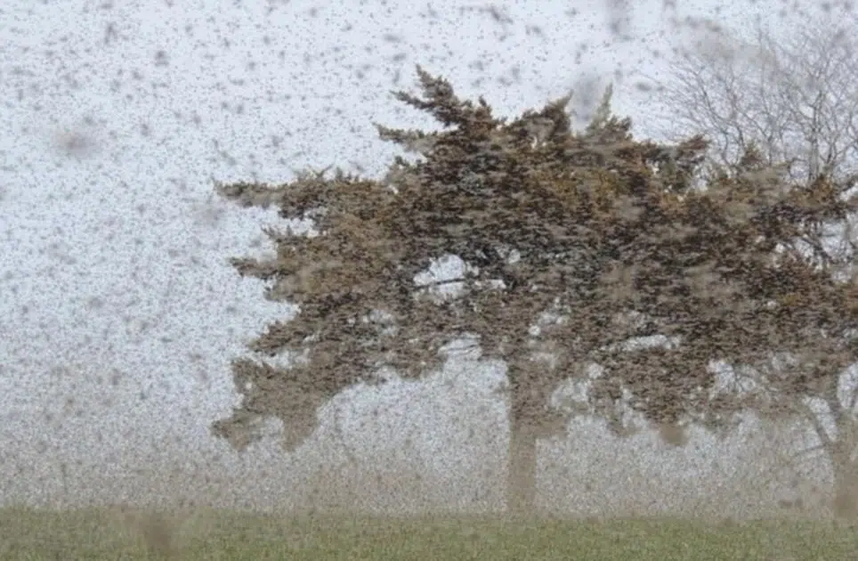 Lakefly hatch underway on Lake Winnebago | WHBY