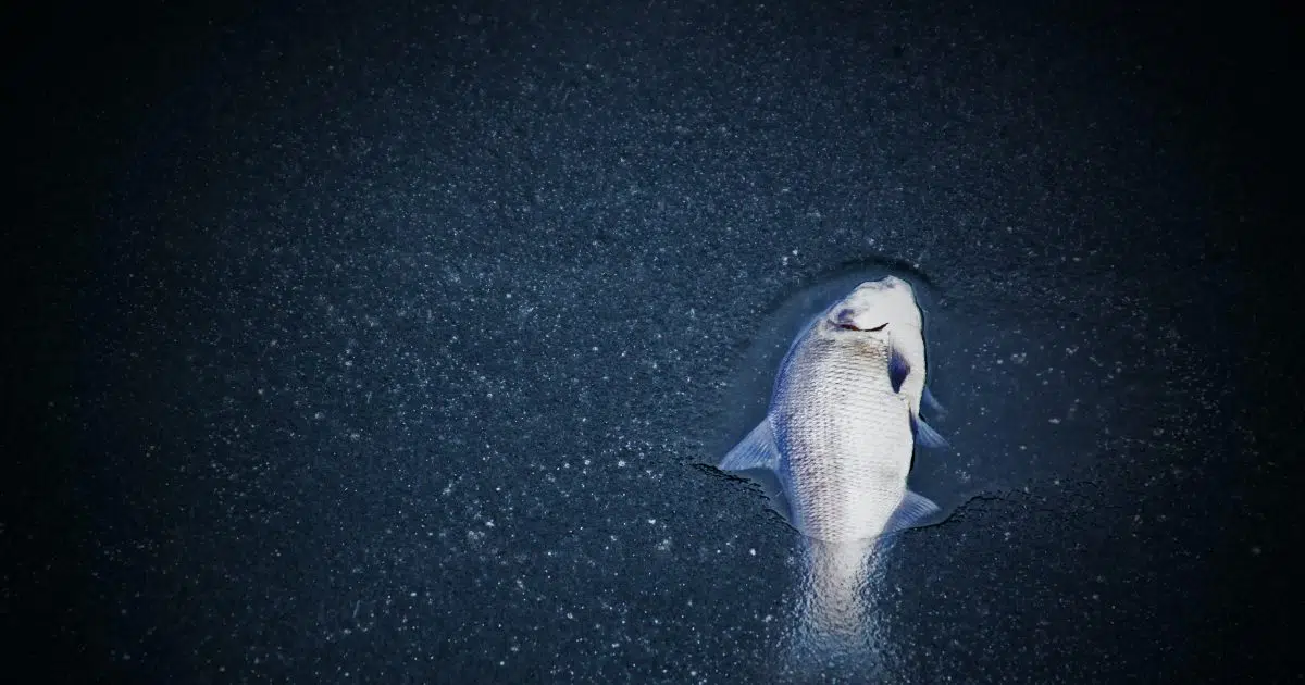 DNR investigating fish kill in Fox River and Green Bay | Razor 94.7 104 ...