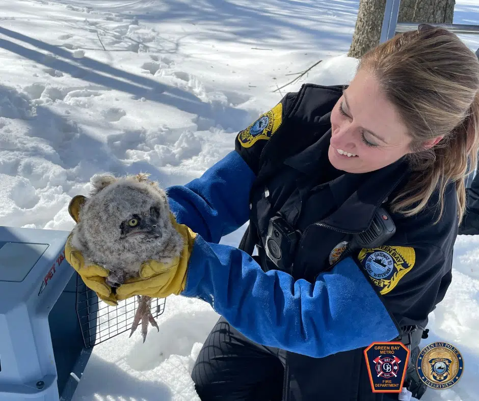Green Bay firefighters, police rescue baby owls | Razor 94.7 104.7 ...