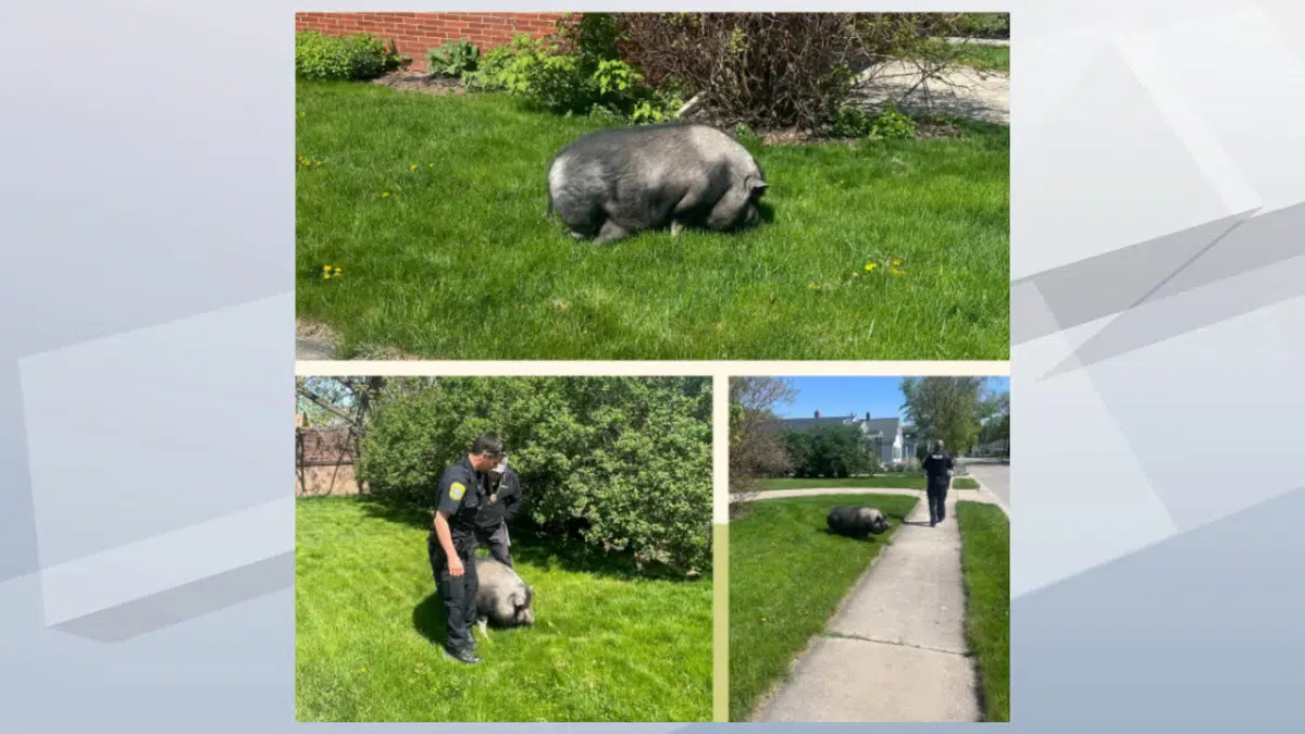 Green Bay police help lost pig ‘all the way home’ | 105.7 WAPL | The ...