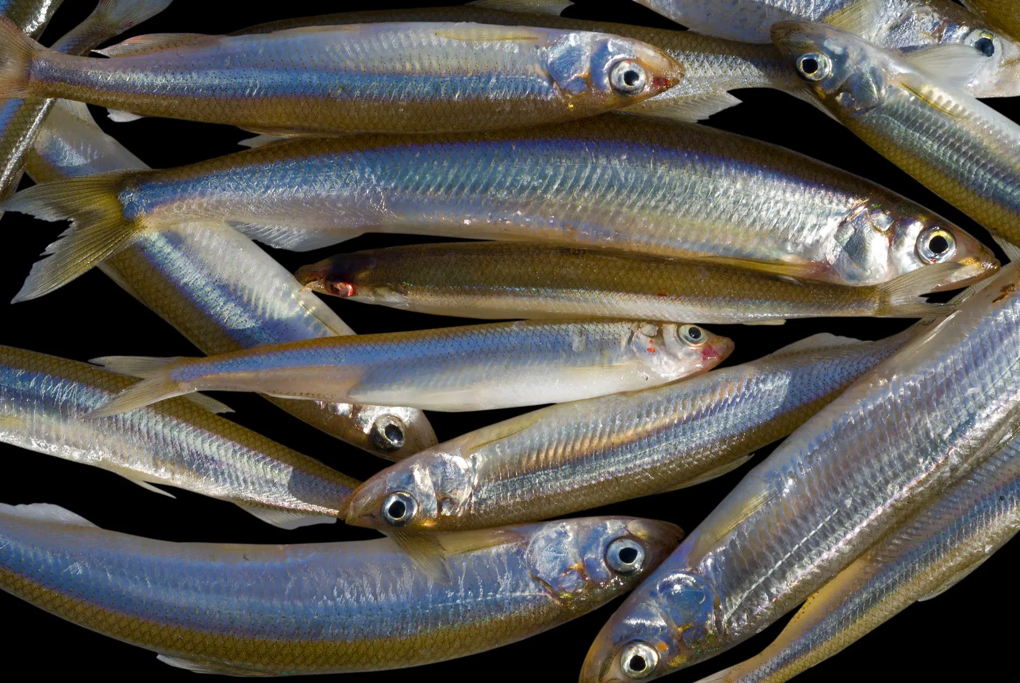 Fish consumption advisory for smelt in Green Bay | The #1 Hit Music ...