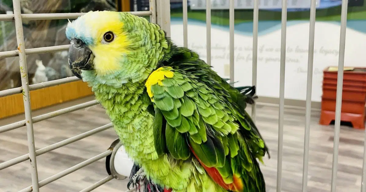 1000 Islands Environmental Center raising funds for beloved parrot ...