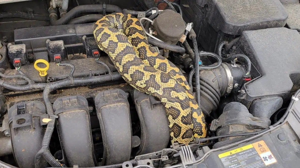 Green Bay driver finds 7-foot long python under the hood of their car ...