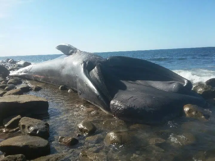 Whale carcass washes ashore near Port Hood | 101.5 The Hawk
