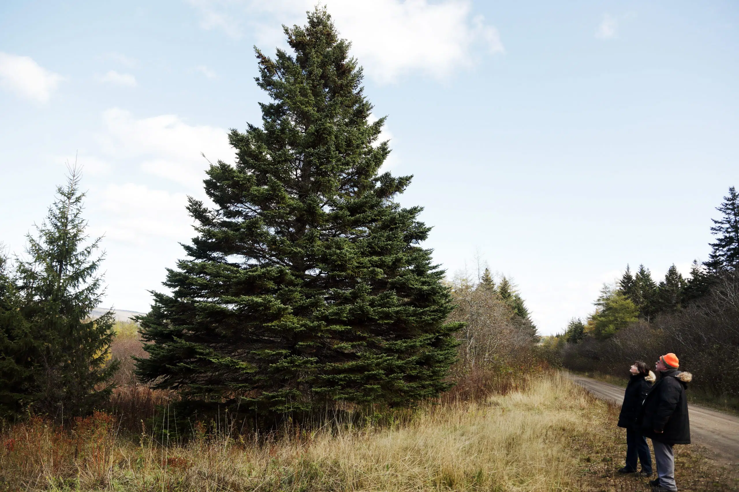 Tree for Boston coming from Richmond Co. | 101.5 The Hawk