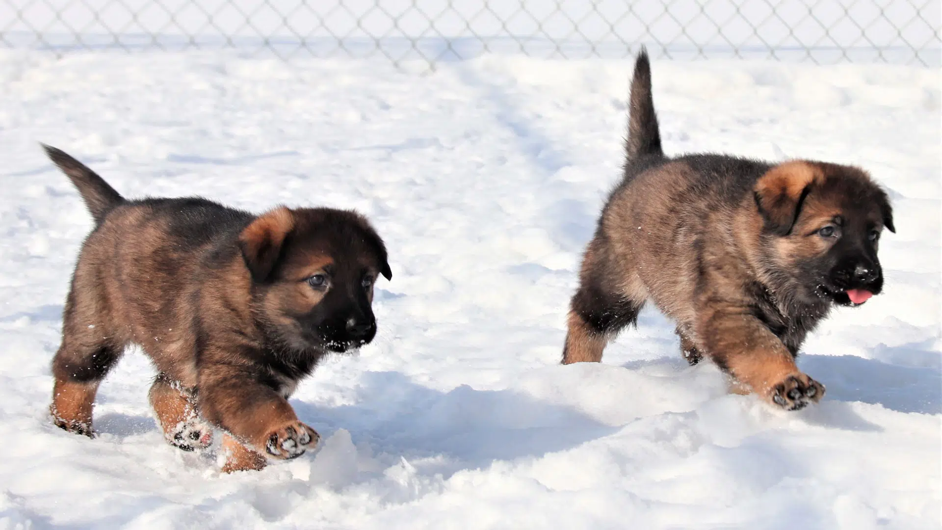 Name the RCMP puppies! | 101.5 The Hawk