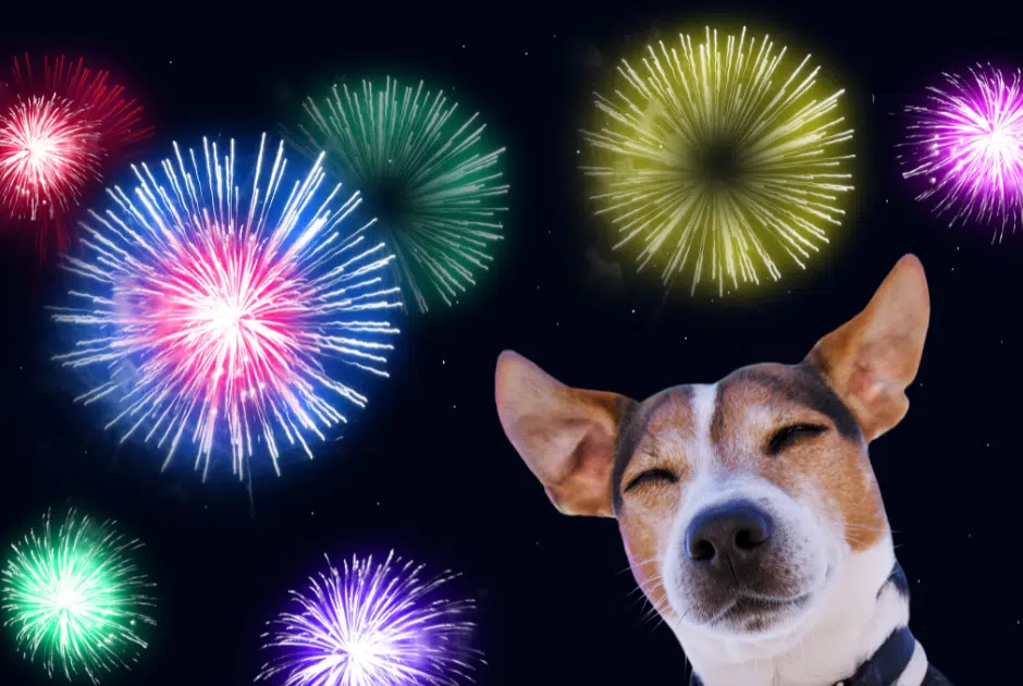 Fireworks and dogs – tips on keeping your dog calm | 101.5 The Hawk