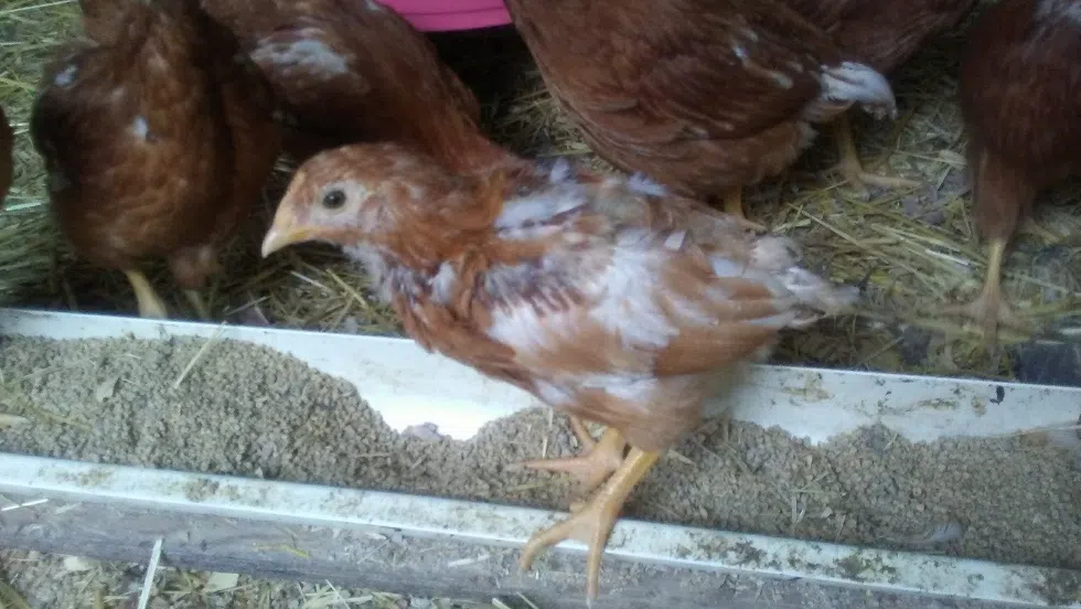 UPDATE: Mink captured at community garden | paNOW