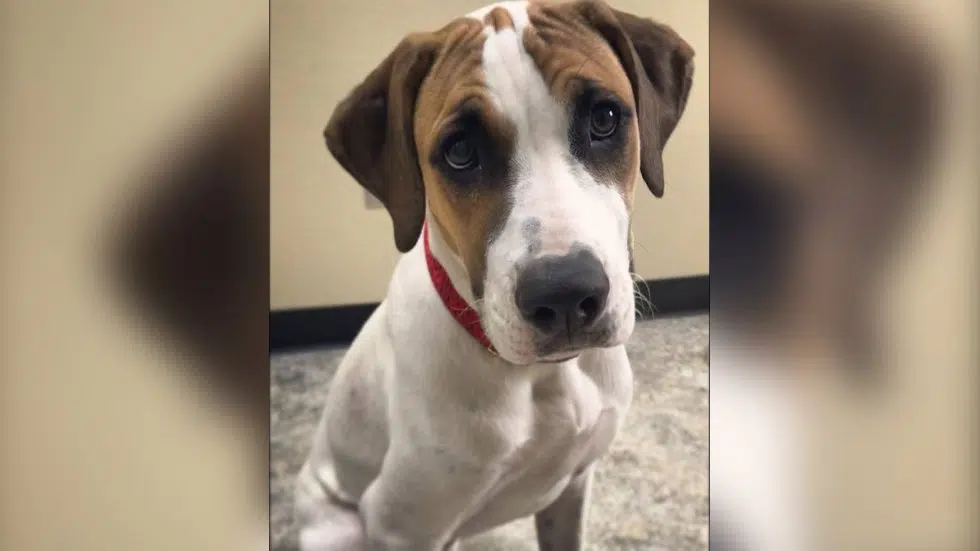 SPCA adopt-a-thon aiming to connect cute animals with new homes | paNOW