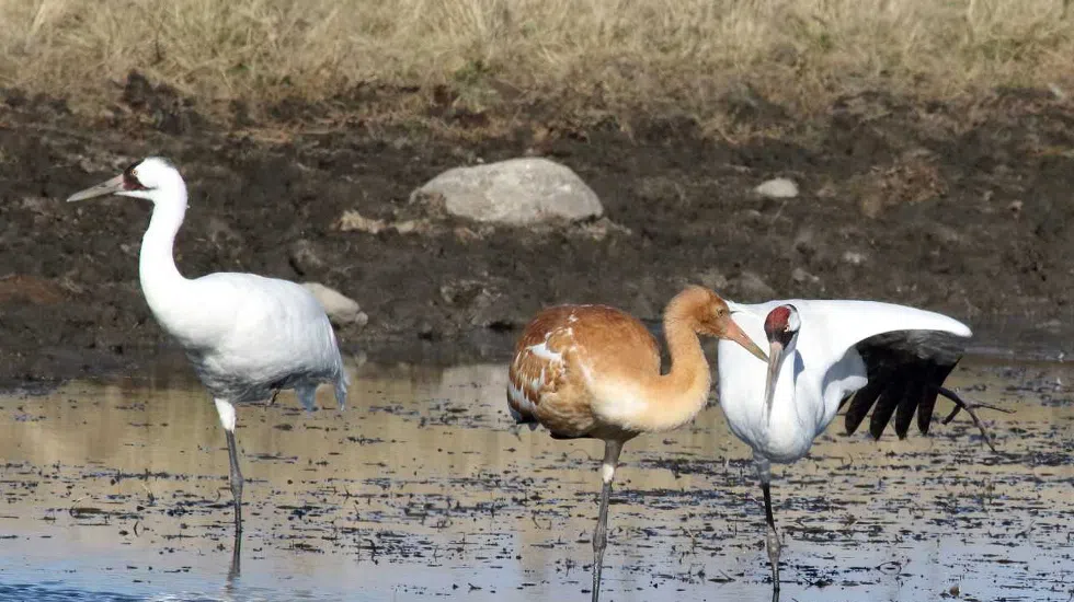 Whooping cranes see continued growth in numbers | paNOW