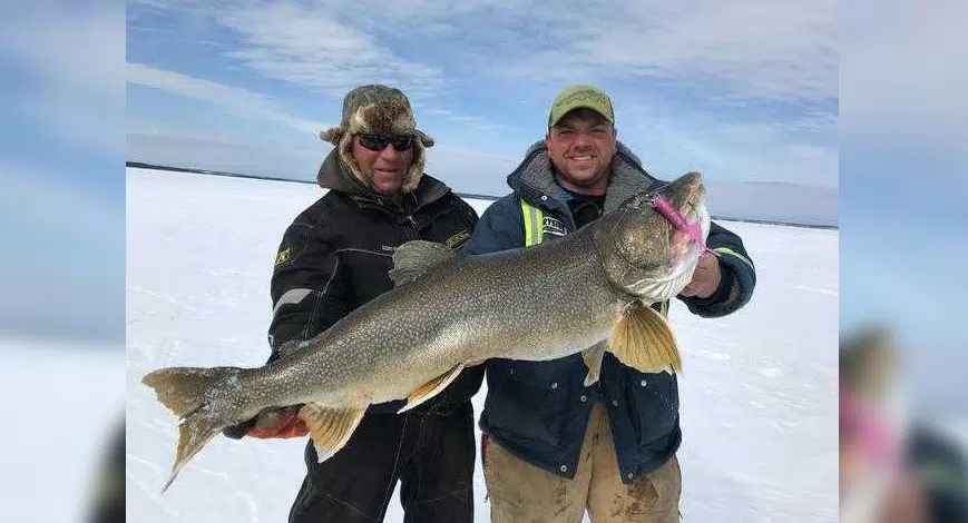 Record breaking trout pulled from lake North of La Ronge | paNOW