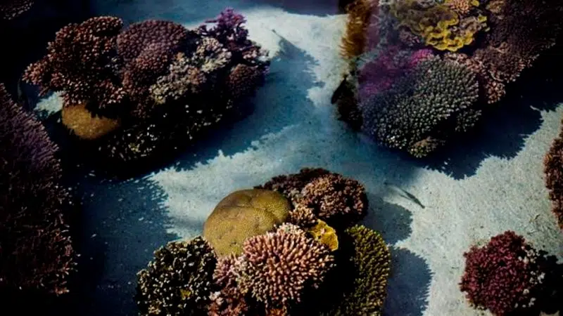 Northern Red Sea coral reefs may survive a hot, grim future | paNOW