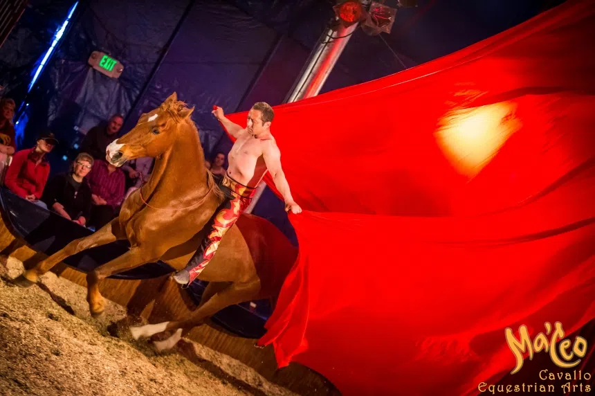 Shrine Circus makes elephants and lions disappear from Sask. shows | paNOW