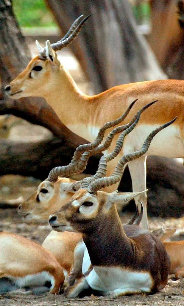 Bollywood star Salman Khan gets 5 years for poaching deer | paNOW