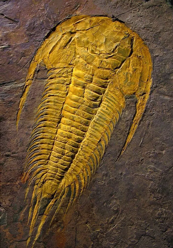 Fossil expert gives famous ‘butterfly of the sea’ specimen back to ...