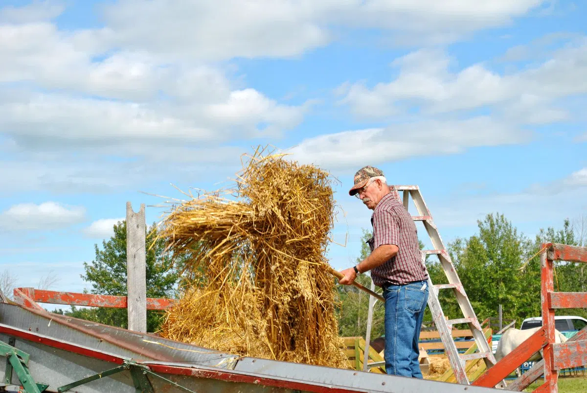 VIDEO/PHOTOS: Threshing festival reaches into the past | paNOW