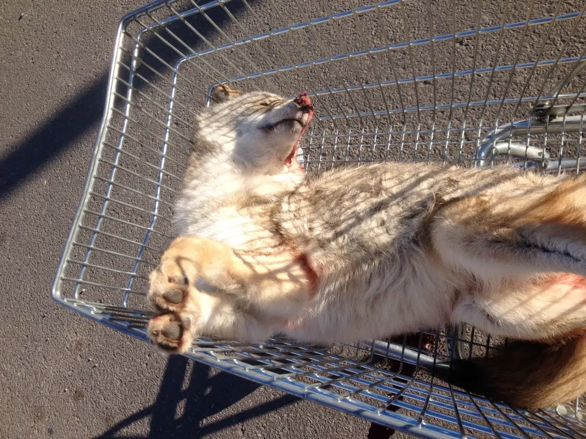 Sister of SPCA employee finds dead coyote in Petland shopping cart | paNOW