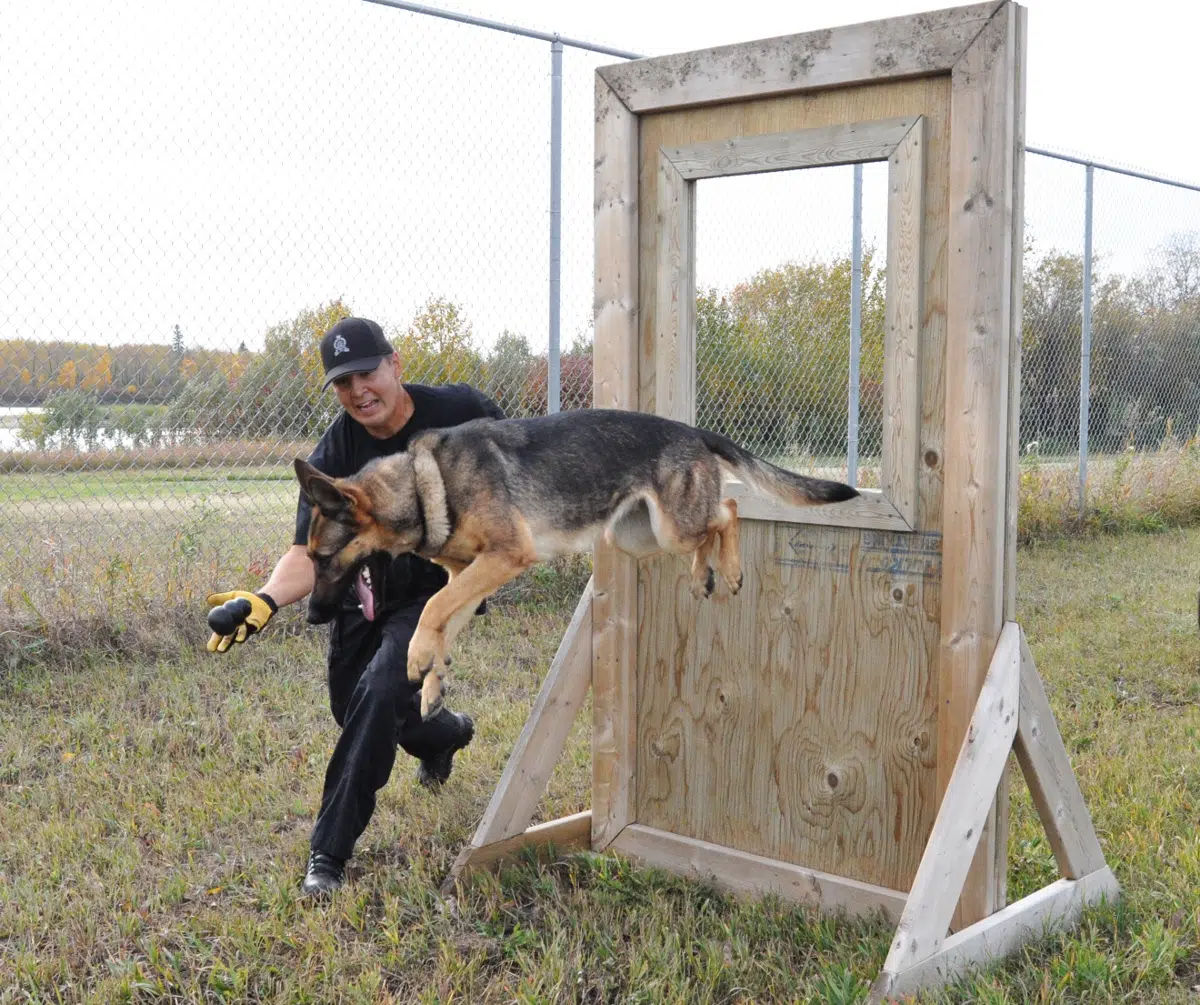 VIDEO/PHOTOS: New K-9 unit training for deployment | paNOW
