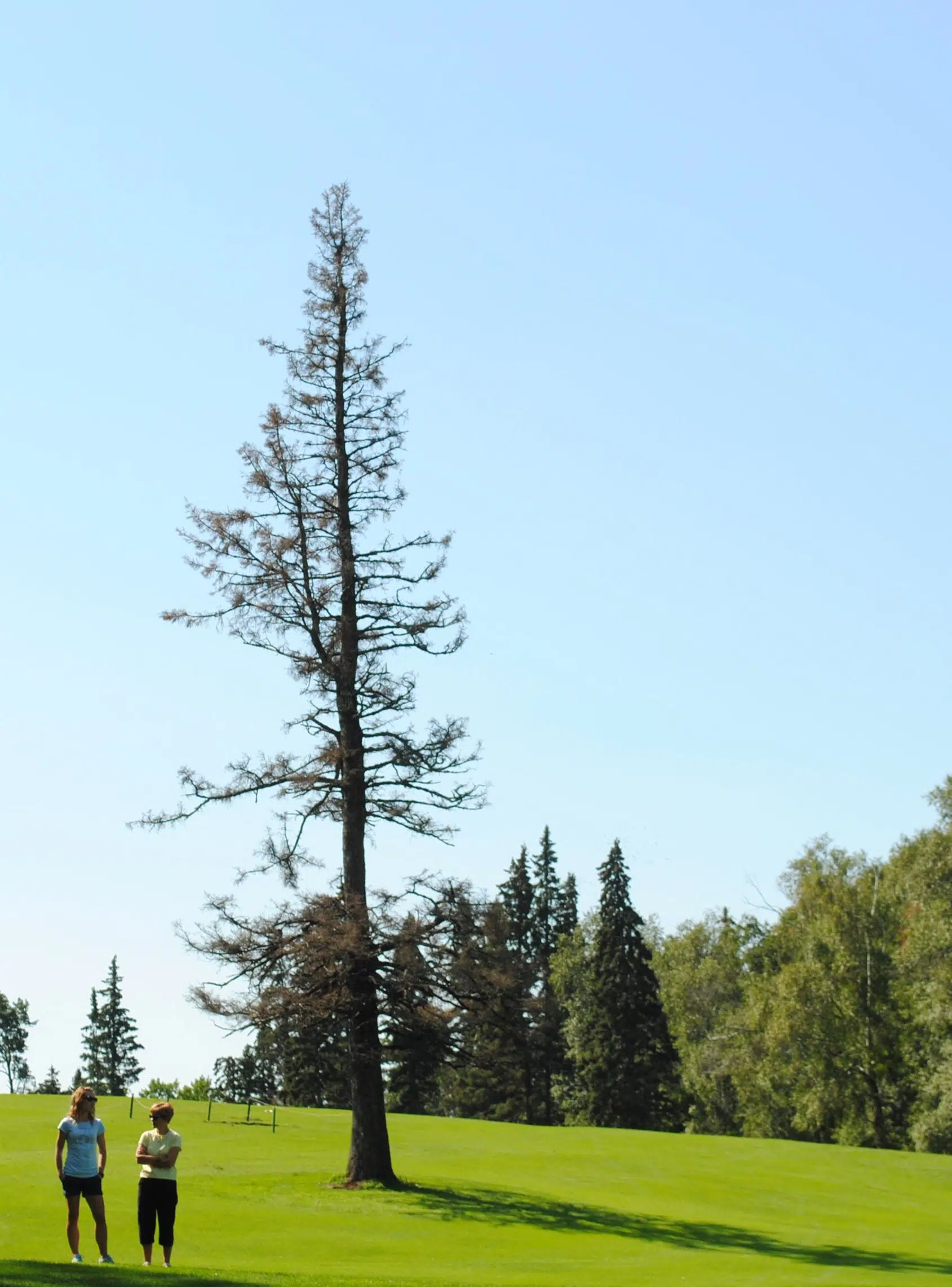 VIDEO/PHOTOS: Lobstick tree’s last stand | paNOW