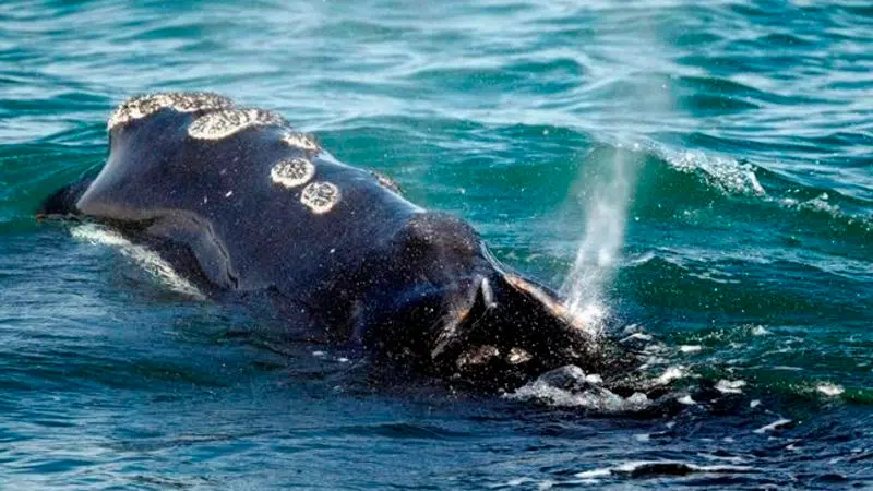 Three endangered North Atlantic right whales found entangled in ropes ...