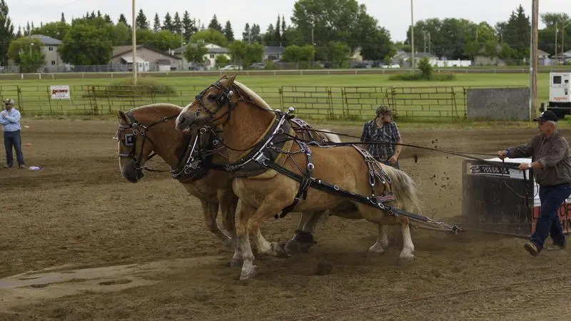P.A. Exhibition showcases heavy horse pulls | paNOW