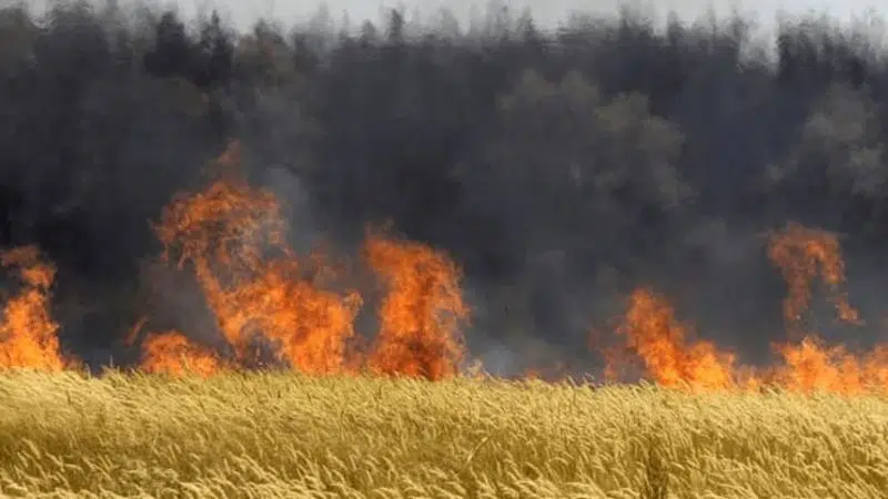 Fire destroys section of local farmer’s crop | paNOW