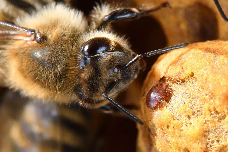 Bee expert eager as BC researchers develop new treatment to control ...
