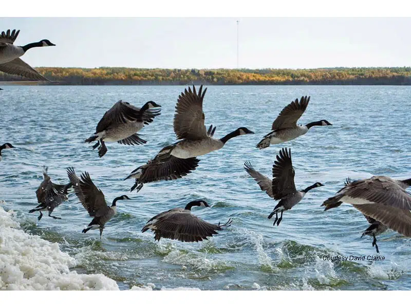 Dead Waterfowl Found near Elrose | 92.9 The Bull