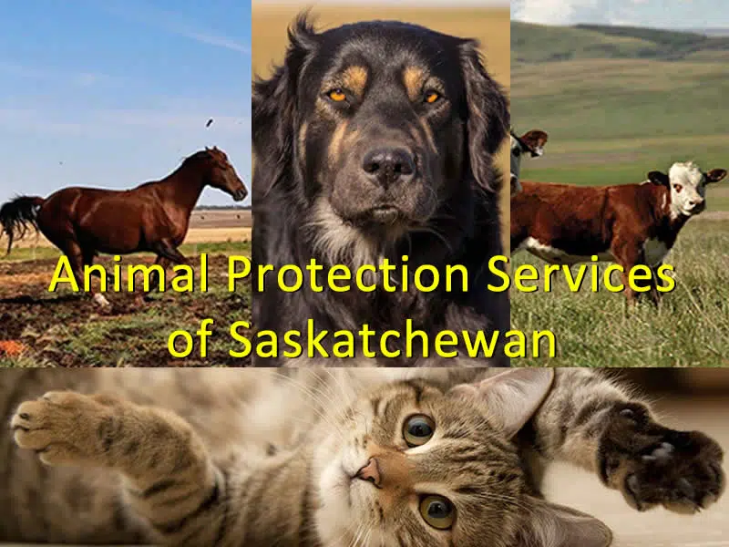 Animal Protection Services of Saskatchewan sees spike in cases | 92.9 ...